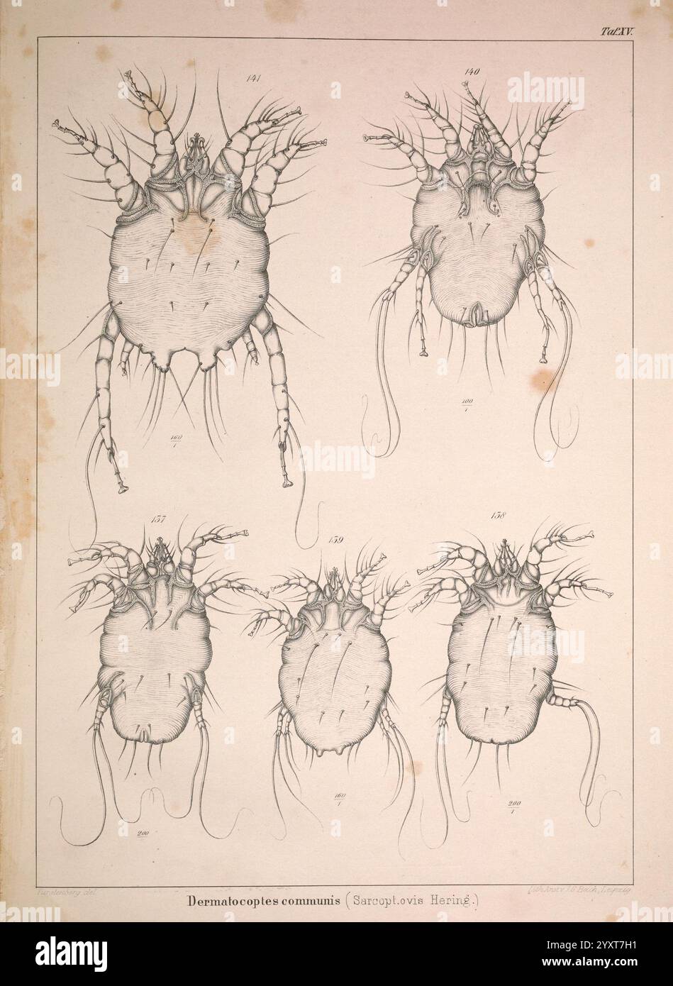 Creatures anatomical structures hi-res stock photography and images - Alamy