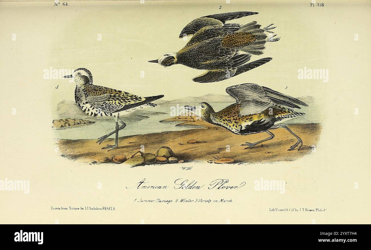 The Birds of America New York, G.R. Lockwood, 1871, c1839. Birds, North ...
