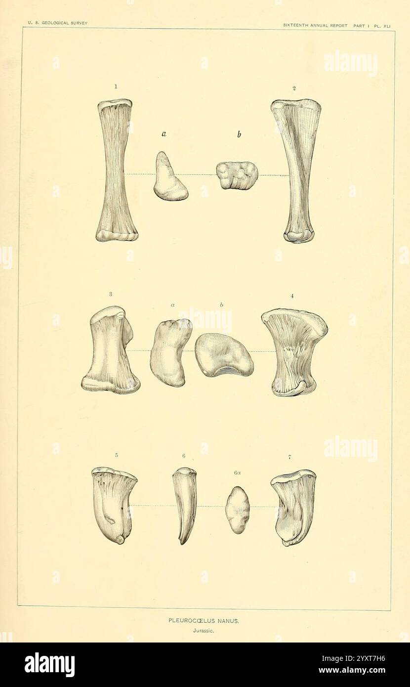 The dinosaurs of North America, Washington, Govt. Print, 1896 ...