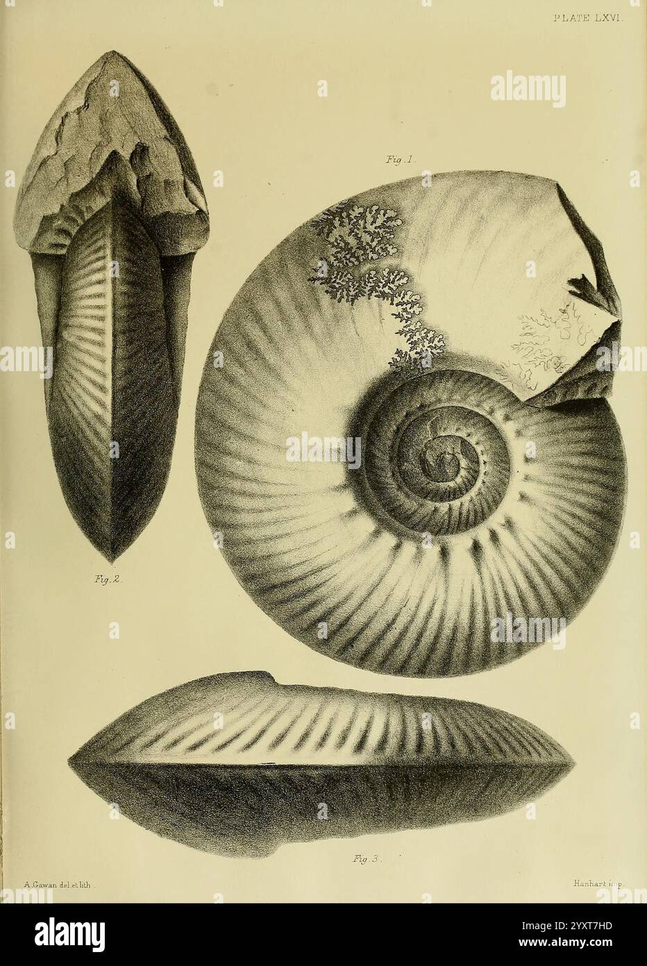 Showcases three distinct forms hi-res stock photography and images - Alamy