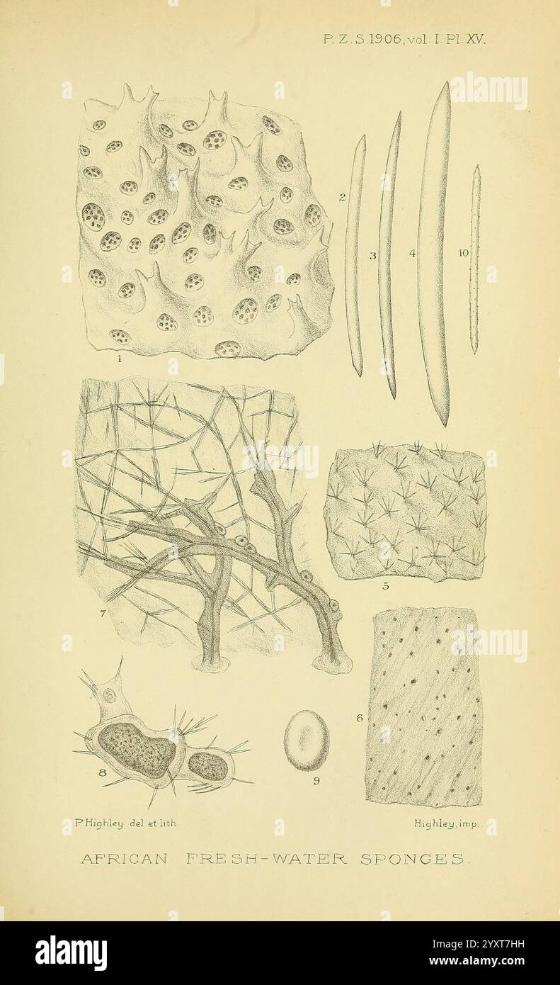 Sponges identification hi-res stock photography and images - Alamy