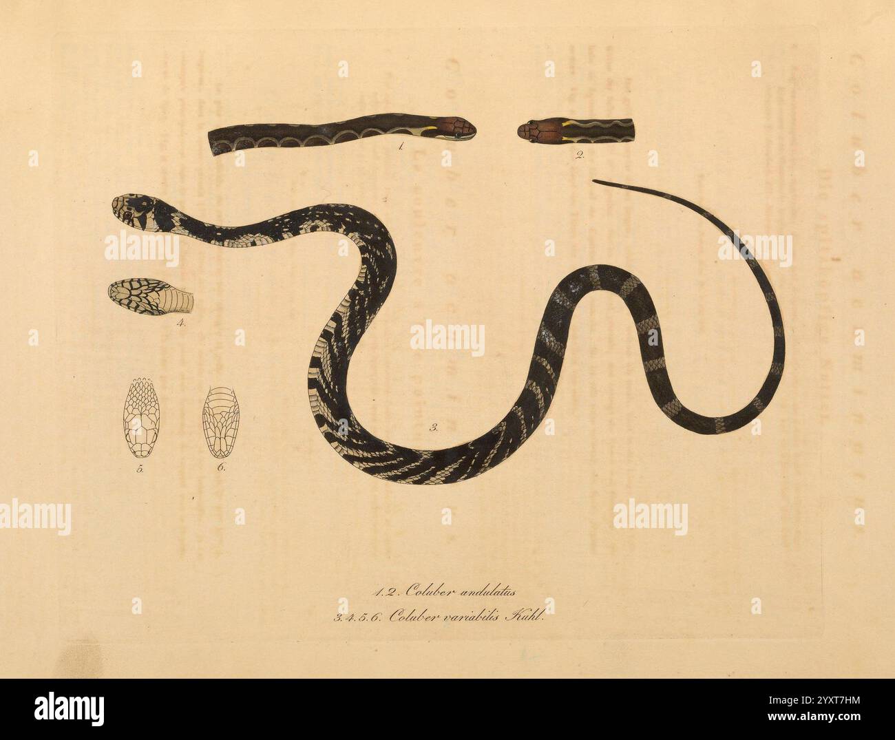 Smaller snake hi-res stock photography and images - Alamy