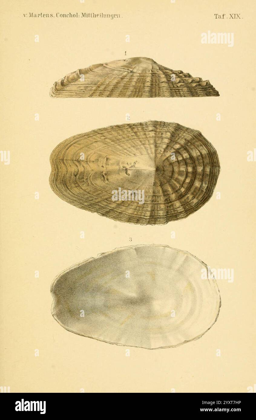 Exhibits prominent ridges hi-res stock photography and images - Alamy