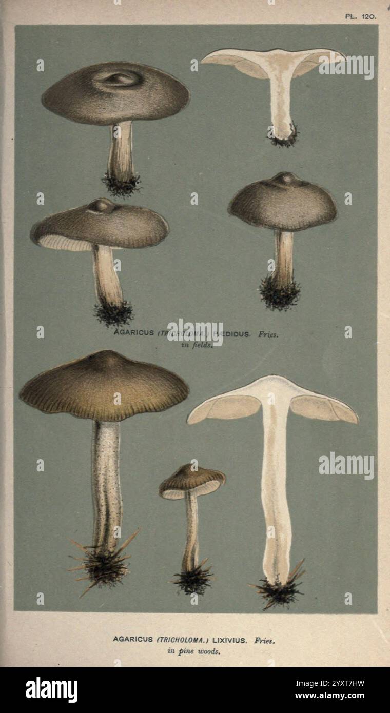 Mushrooms exhibit various shapes hi-res stock photography and images ...