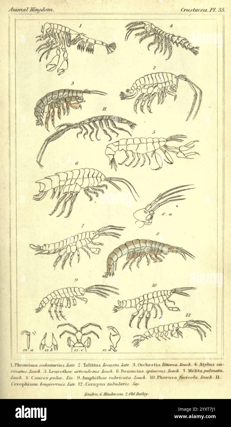 Studying crustacean morphology hi-res stock photography and images - Alamy