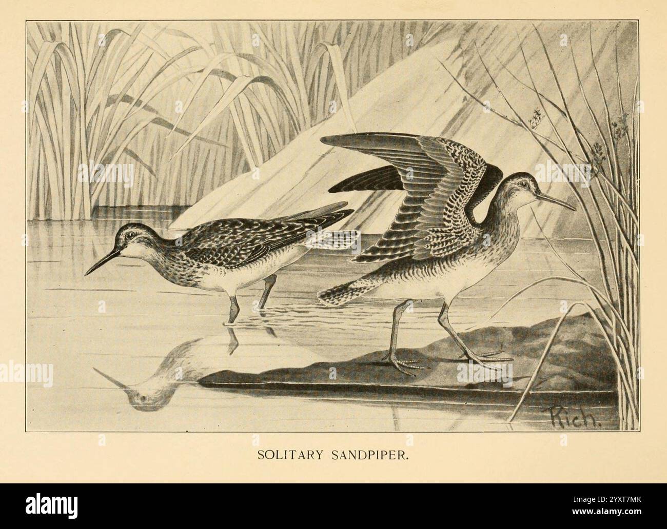 Feathered, game of the Northeast, New York, T.Y. Crowell & Co. 1907 ...