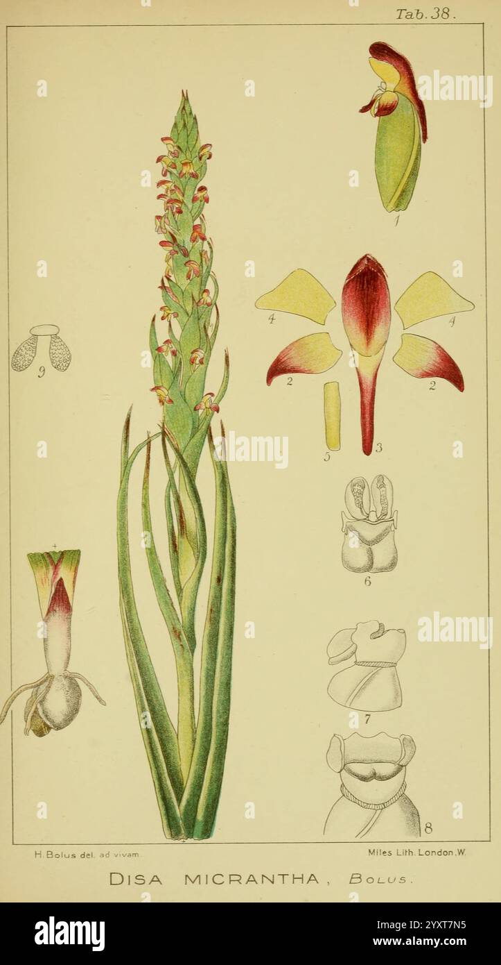 Disa micrantha hi-res stock photography and images - Alamy