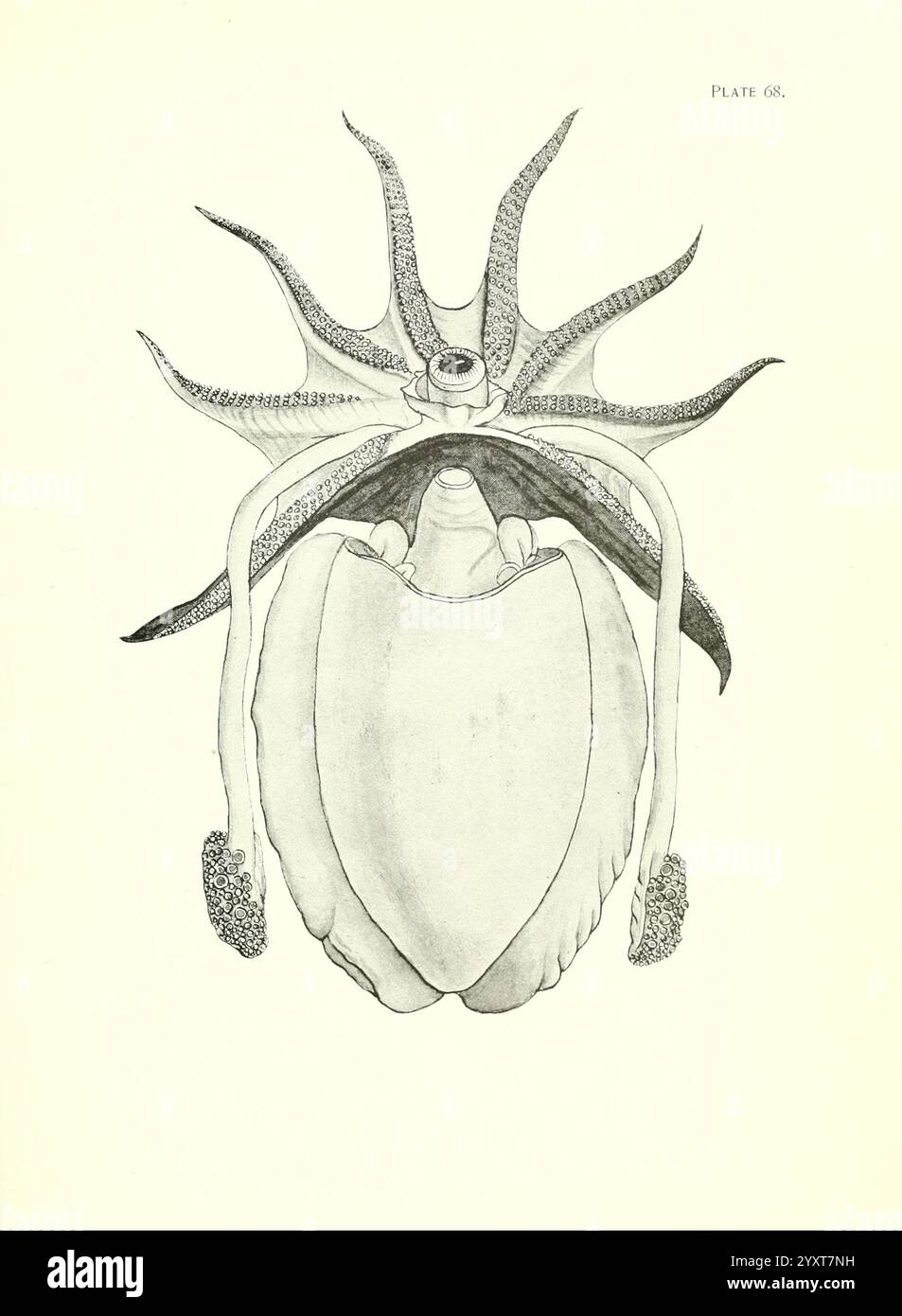 Creatures enigmatic appearance hi-res stock photography and images - Alamy