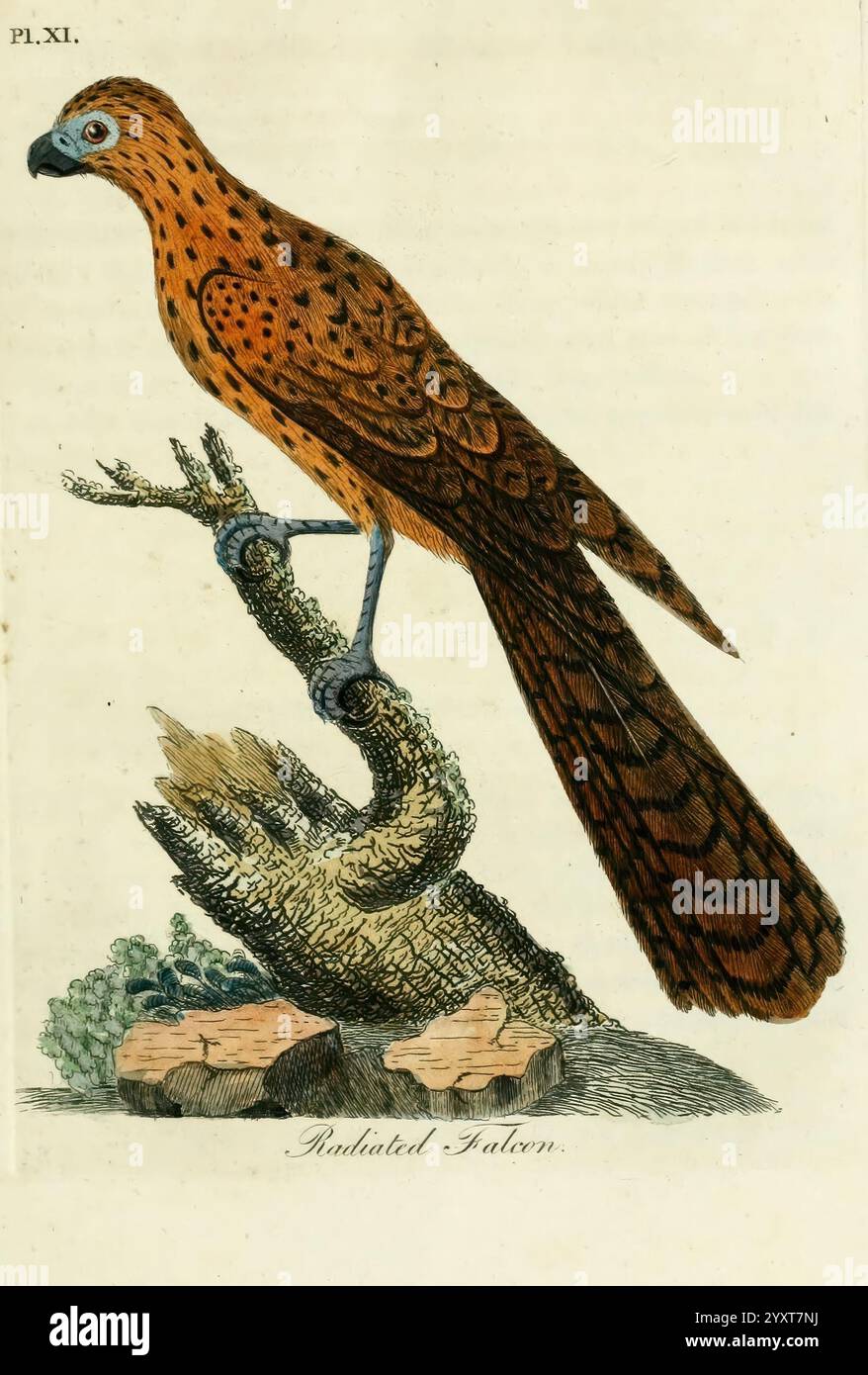 1821 1828 birds pictorial works hi-res stock photography and images - Alamy