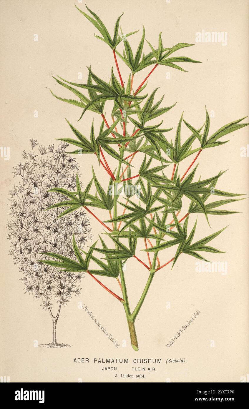 Exhibiting finely divided hi-res stock photography and images - Alamy