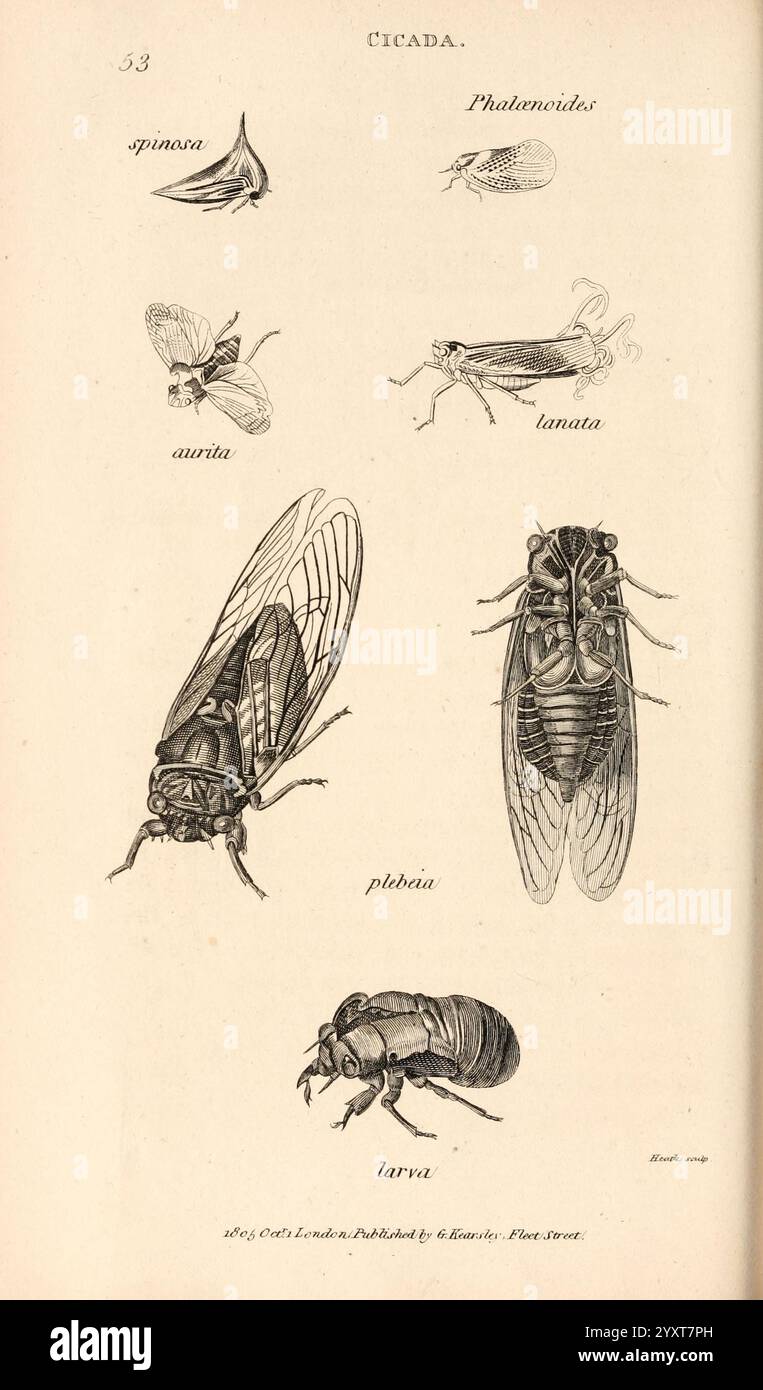 General zoology, or Systematic natural history, London, Printed for G ...