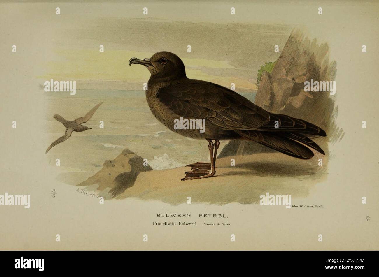 Buxtons petrel hi-res stock photography and images - Alamy