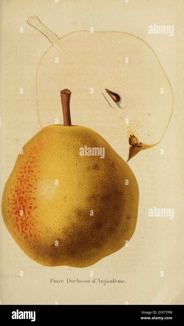 Cross section reveals hi-res stock photography and images - Alamy