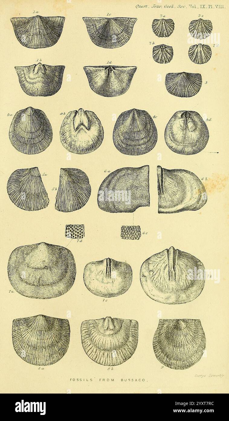 The Quarterly Journal of the Geological Society of London v. 9 (1853 ...