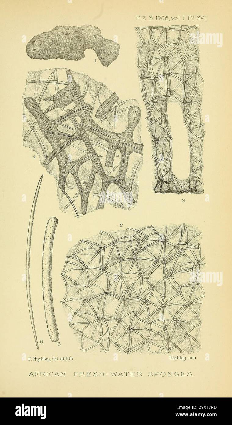 Sponges framework hi-res stock photography and images - Alamy