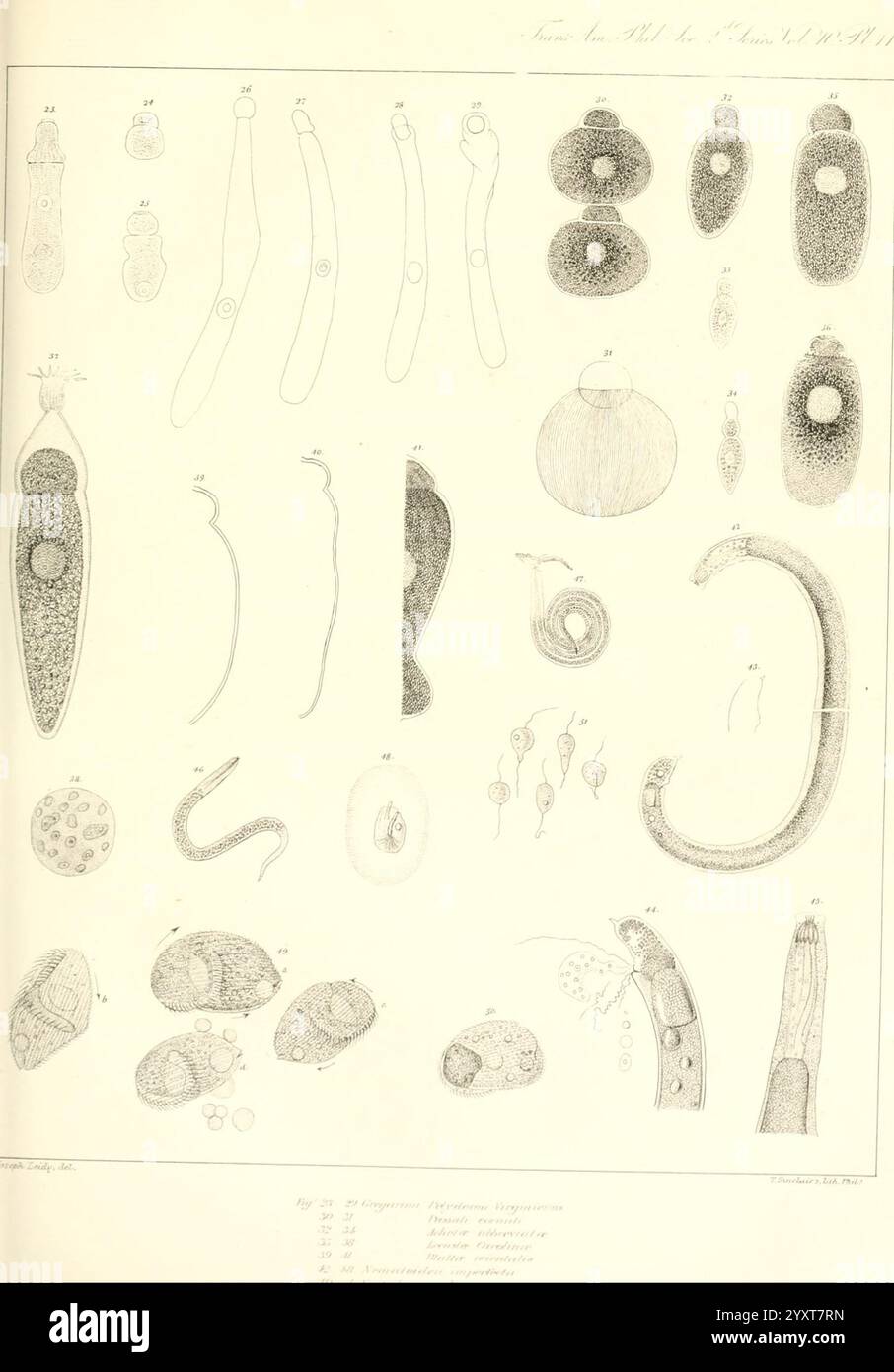 Depicted biological structures hi-res stock photography and images - Alamy