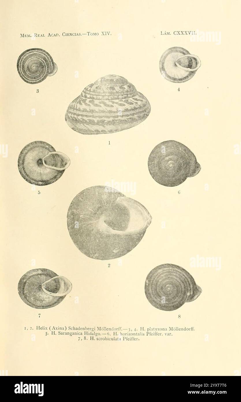 Showcases different shapes hi-res stock photography and images - Alamy