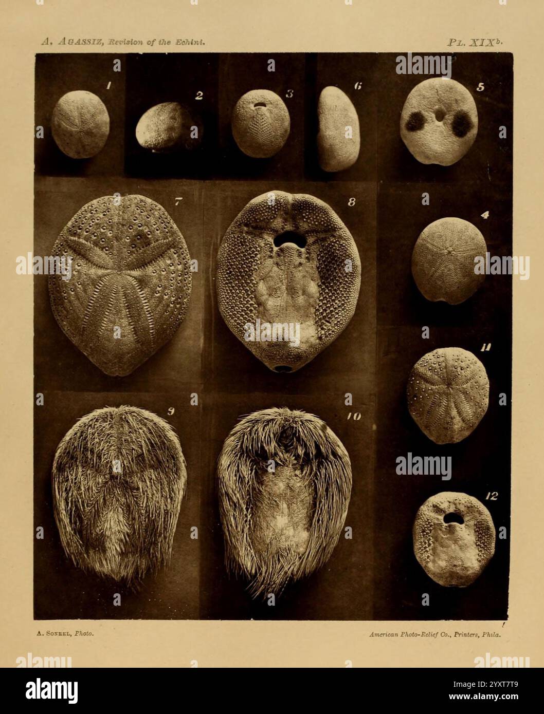 Sea star models hi-res stock photography and images - Alamy