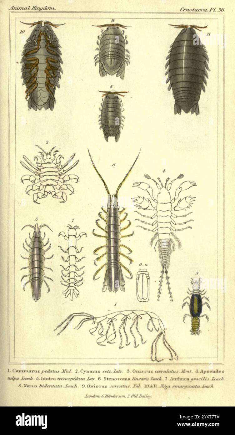 The animal kingdom, Arranged according to its organization London, G ...