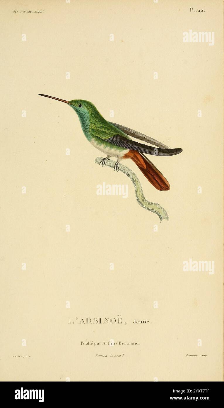 Hummingbirds slender body hi-res stock photography and images - Alamy