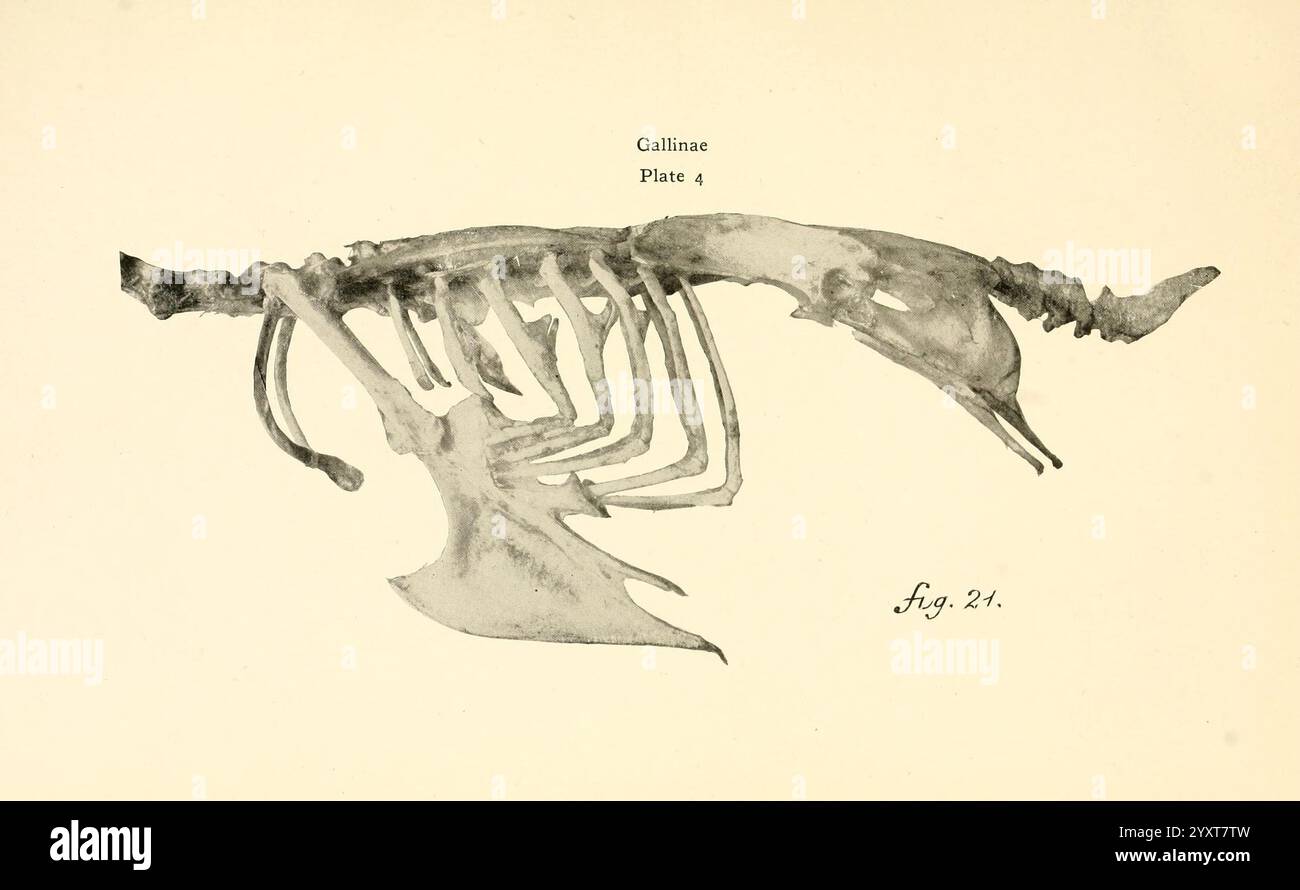 Skeletal structure adapted hi-res stock photography and images - Alamy