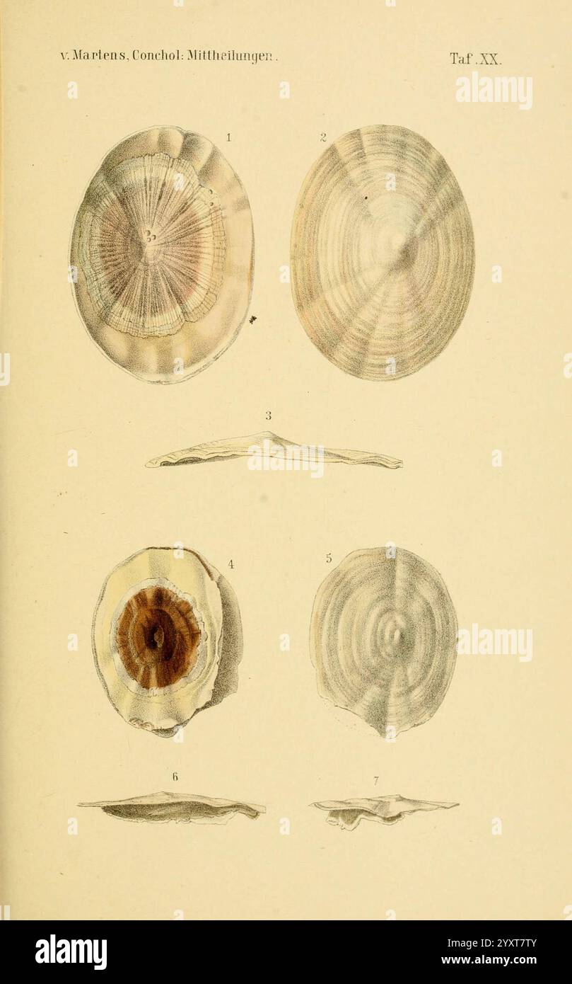 Two detailed depictions of distinct shell types hi-res stock ...