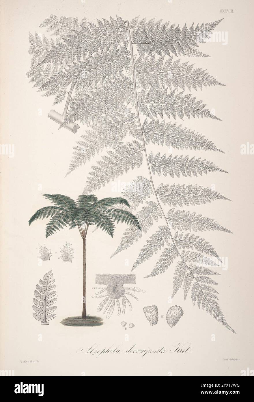 Additional smaller fern species hi-res stock photography and images - Alamy