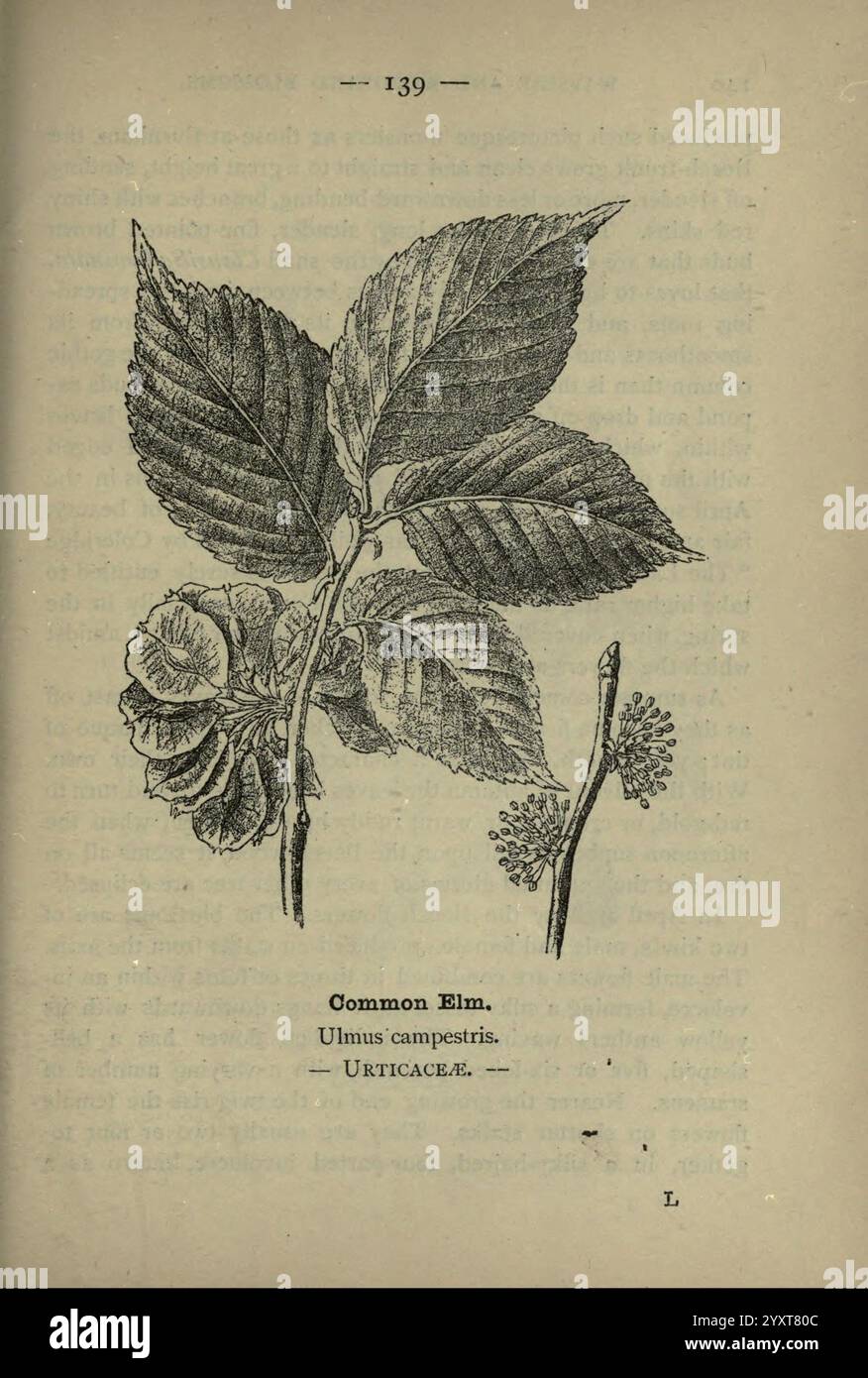 Wayside and woodland blossoms, London, F. Warne, 1895, Great Britain ...