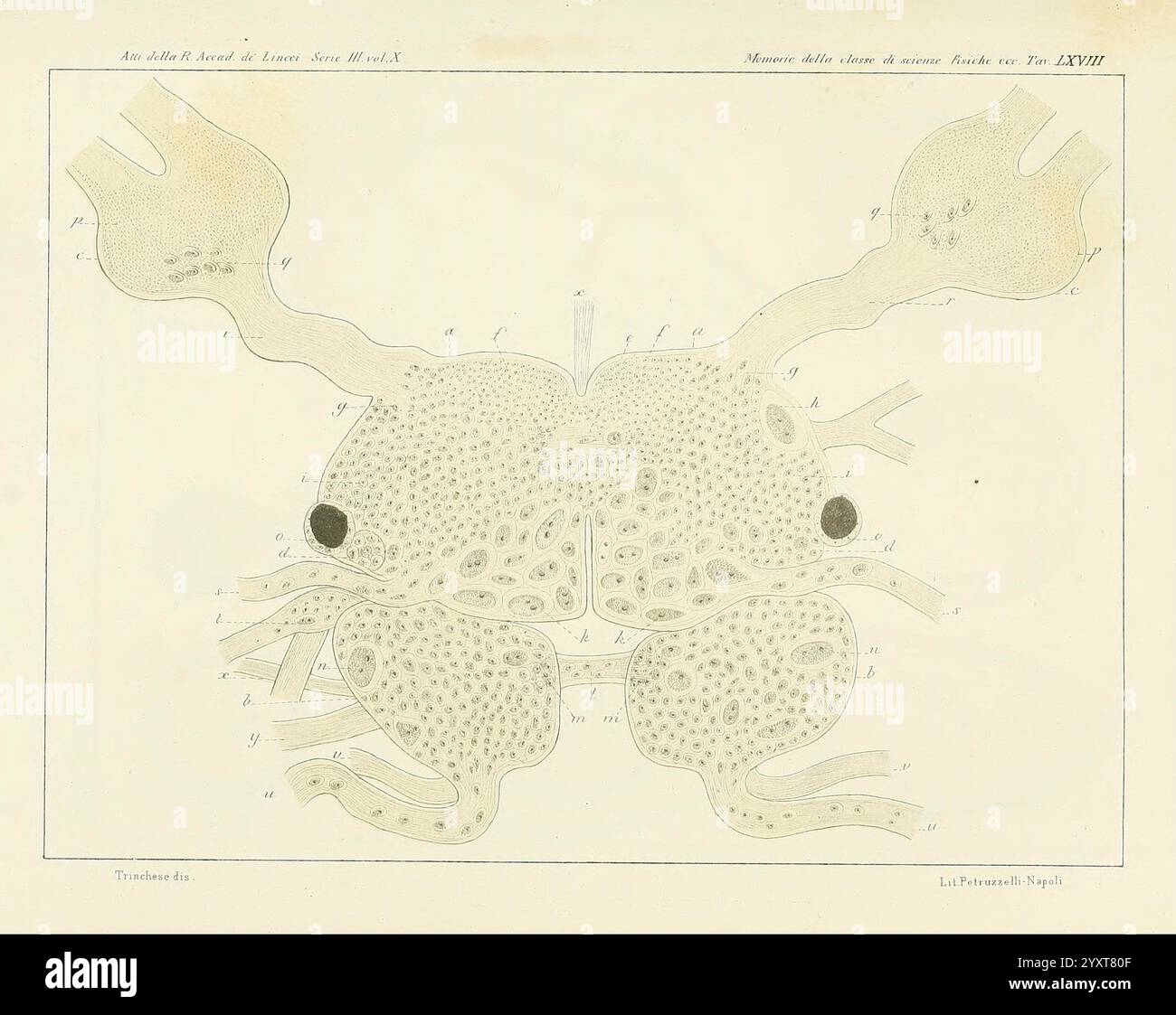 Æolididae, families, Genoa, Port of Genoa, Bologna, Tipi Gamberini ...