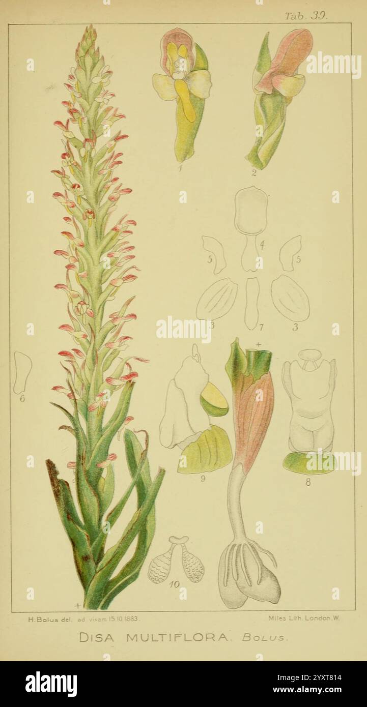 Disa multiflora hi-res stock photography and images - Alamy