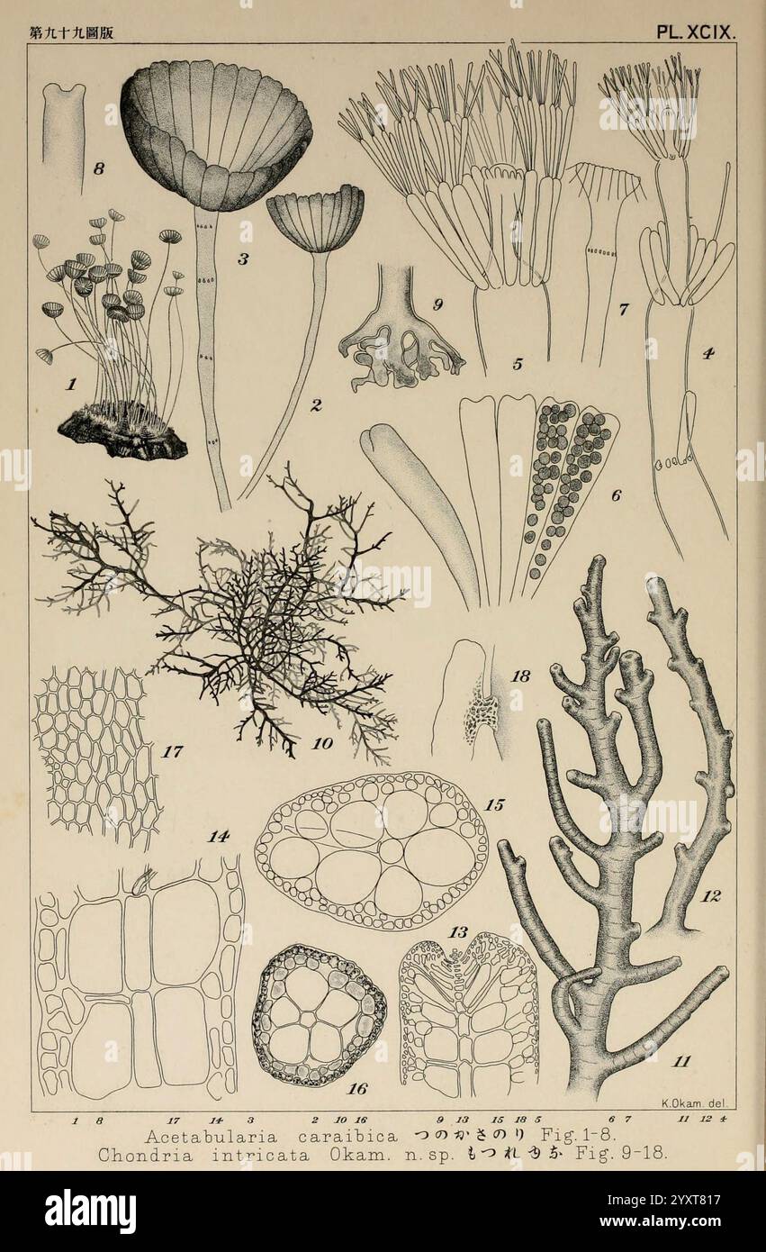 Icones of Japanese Algae, v.2 Tokyo, Kazamashobo 1907-1942, algae ...