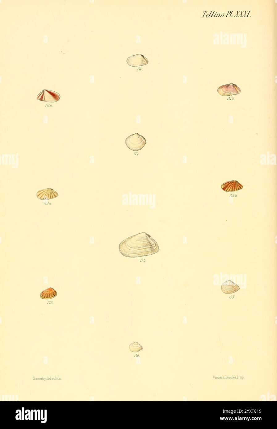 Conchologia iconica, or Illustrations of the shells of molluscous ...