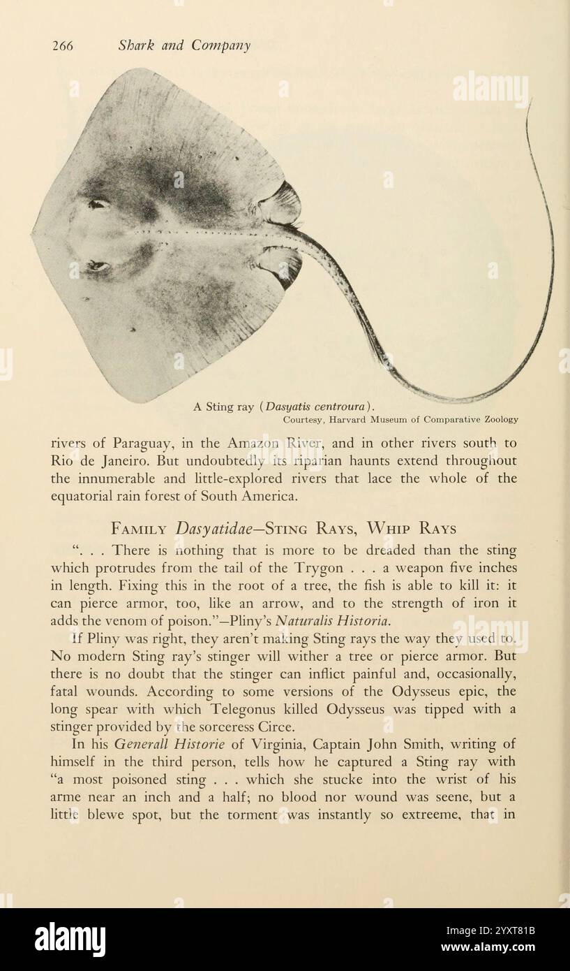 Rays unique adaptations hi-res stock photography and images - Alamy