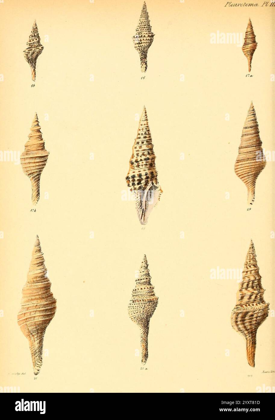 Conchologia Iconica, or Illustrations of the Shells of Molluscous ...