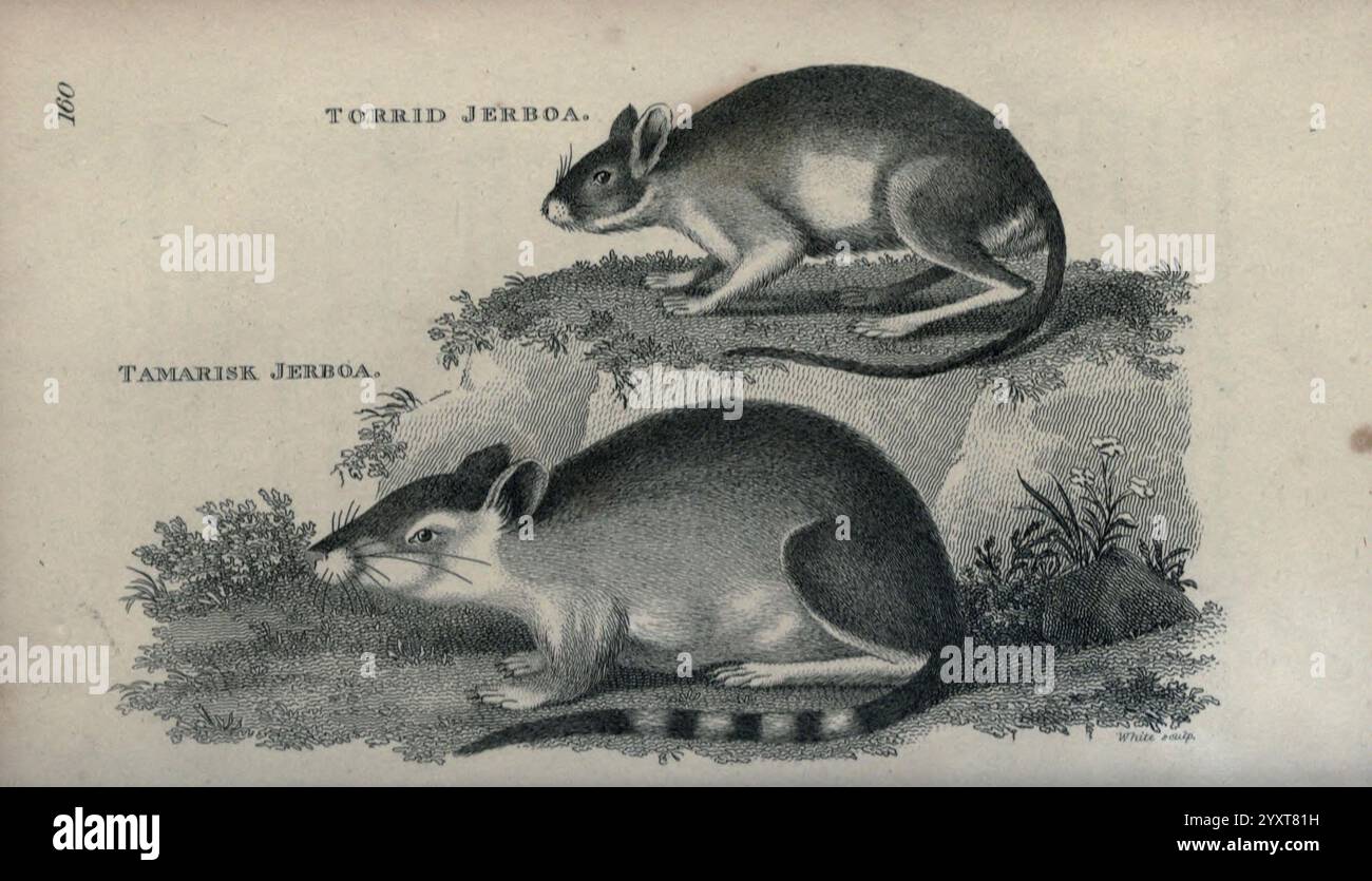 Slightly different markings hi-res stock photography and images - Alamy