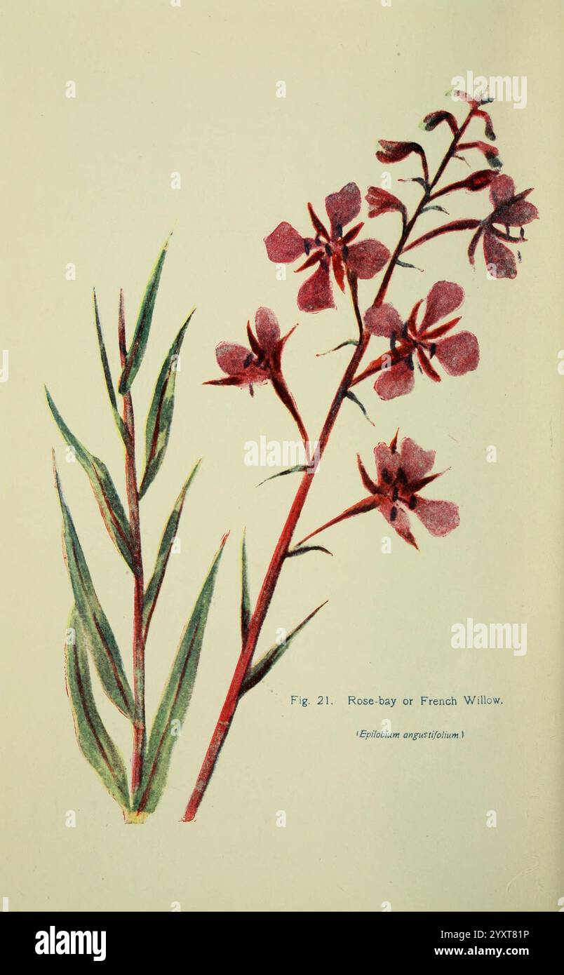Flowers of the Field, London, Society for Promoting Christian Knowledge ...