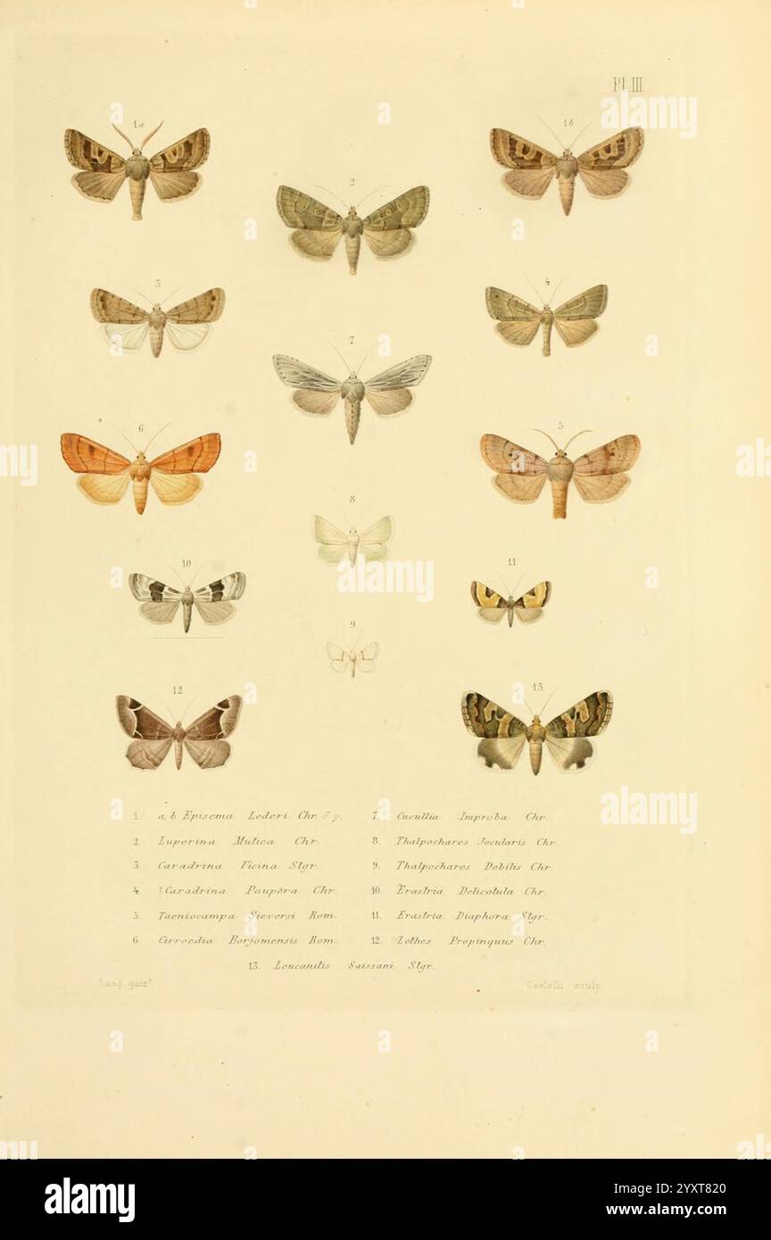 Moths labeled hi-res stock photography and images - Alamy