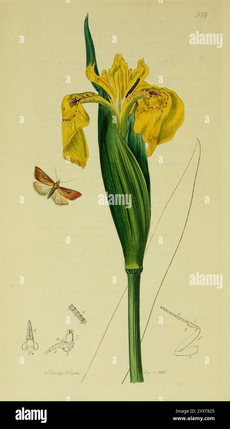 British, entomology, London, Printed for the author 1823-1840 [i.e ...