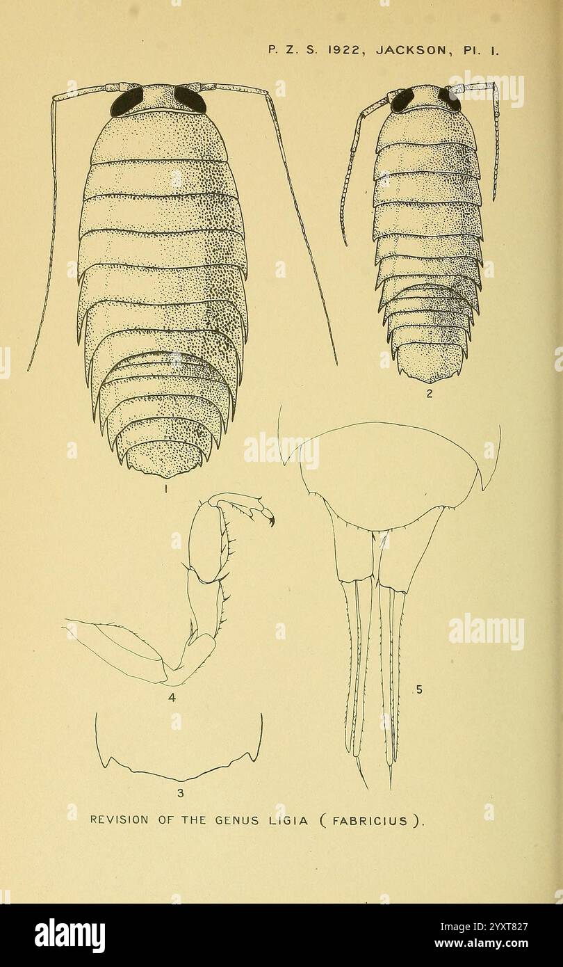 Creatures elongated shape hi-res stock photography and images - Alamy