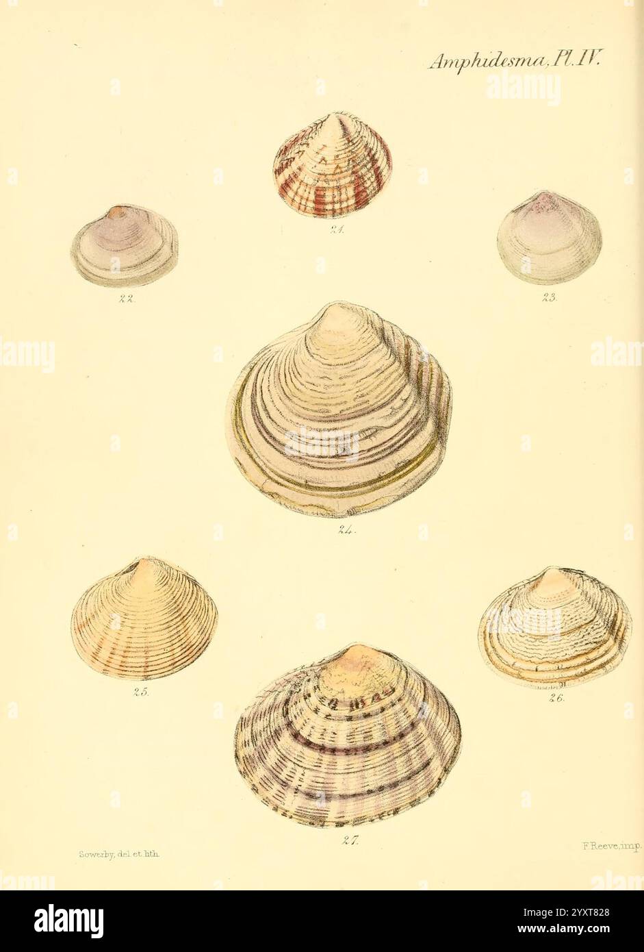 Illustration displays two distinct shell specimens hi-res stock ...