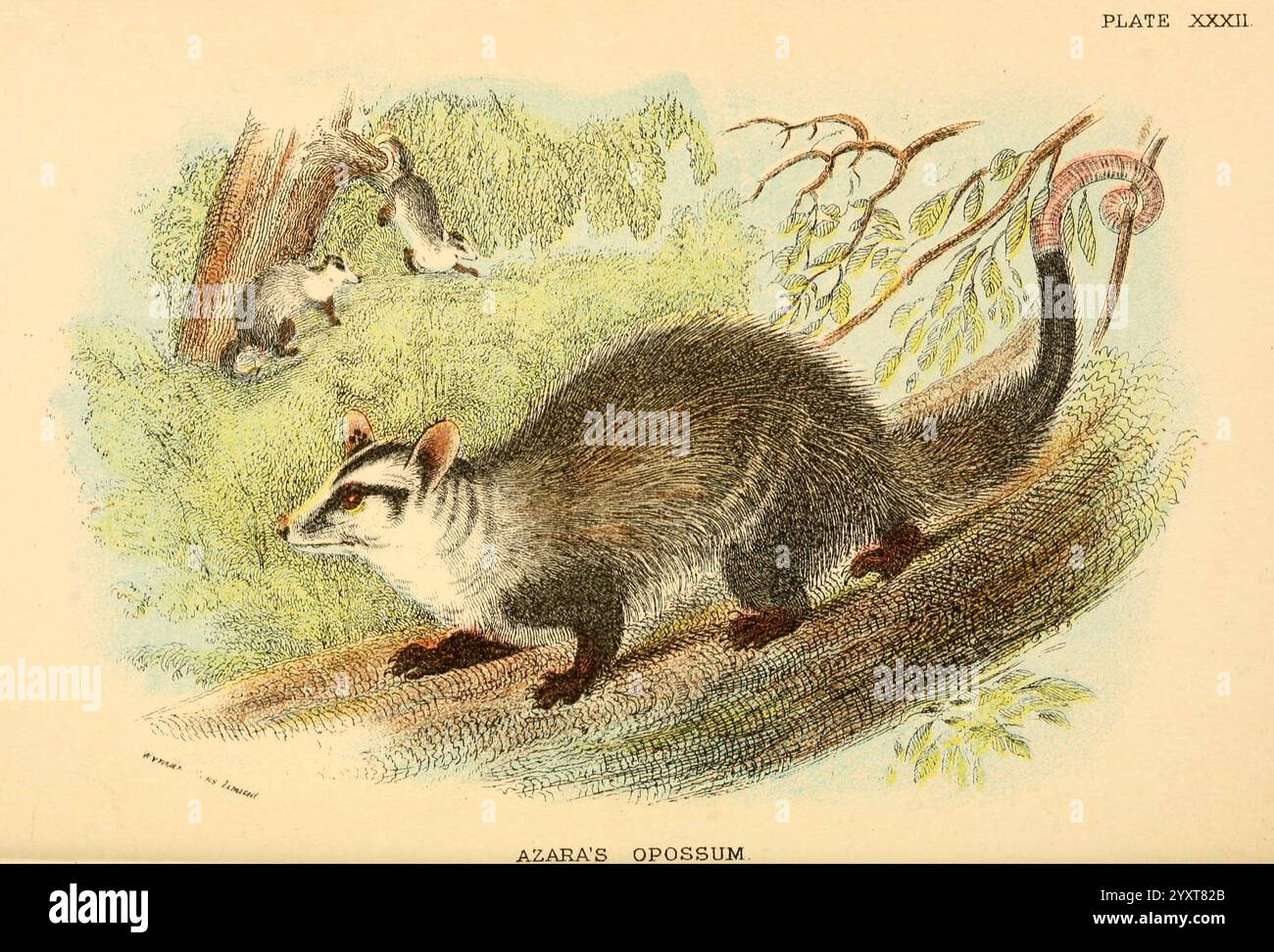 Didelphys marsupialis hi-res stock photography and images - Alamy