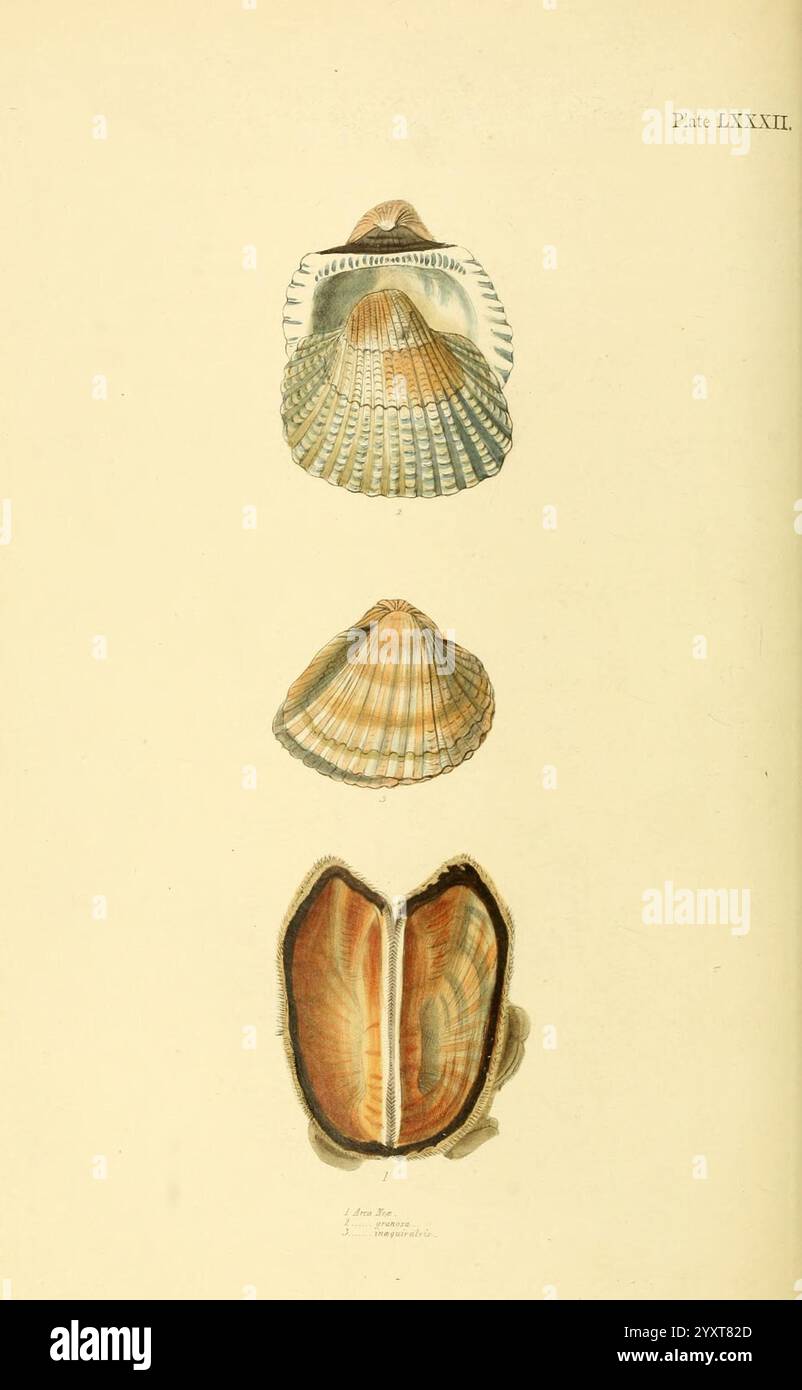 Illustration showcases three distinct shells hi-res stock photography ...