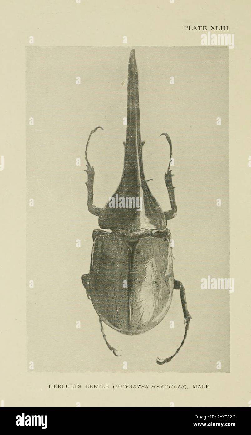 Exoskeleton characteristics typical hi-res stock photography and images ...