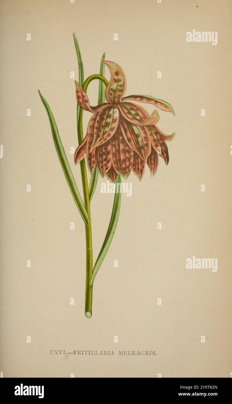 The flora of the Alps, London, J. C. Nimmo, 1896-1900, alps, floras ...