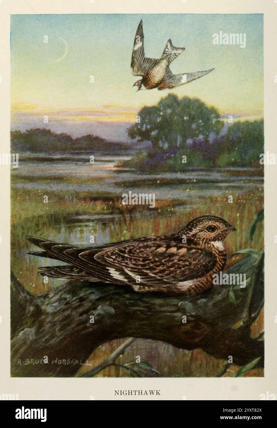 Two nighthawk birds hi-res stock photography and images - Alamy