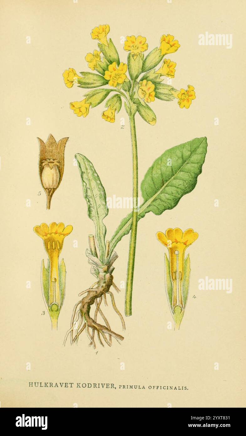 Billeder af Nordens flora, København, G.E.C. Gad, 1901-1903 [i.e. 1907 ...