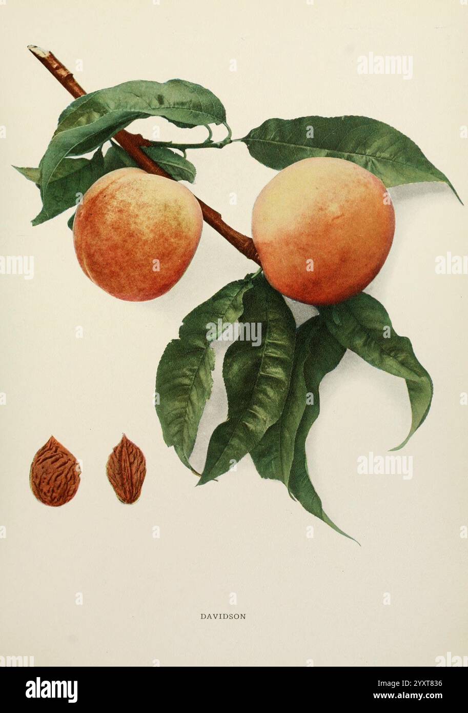 Two peach pits rest hi-res stock photography and images - Alamy