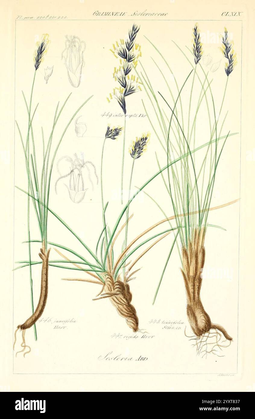 Showcasing three individual plants hi-res stock photography and images ...