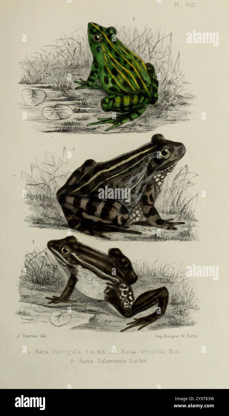 Top frog exhibits hi-res stock photography and images - Alamy