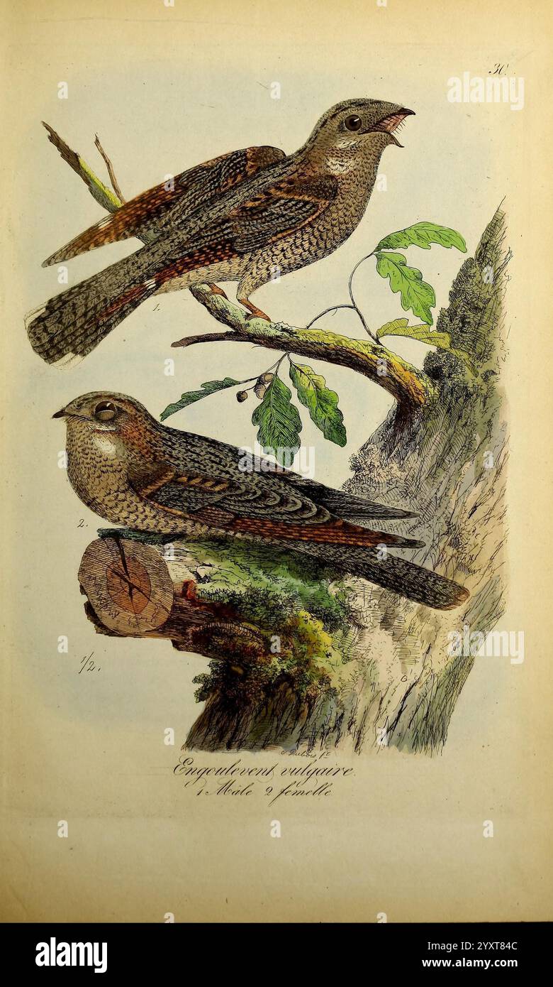 Upper bird vocalizes hi-res stock photography and images - Alamy